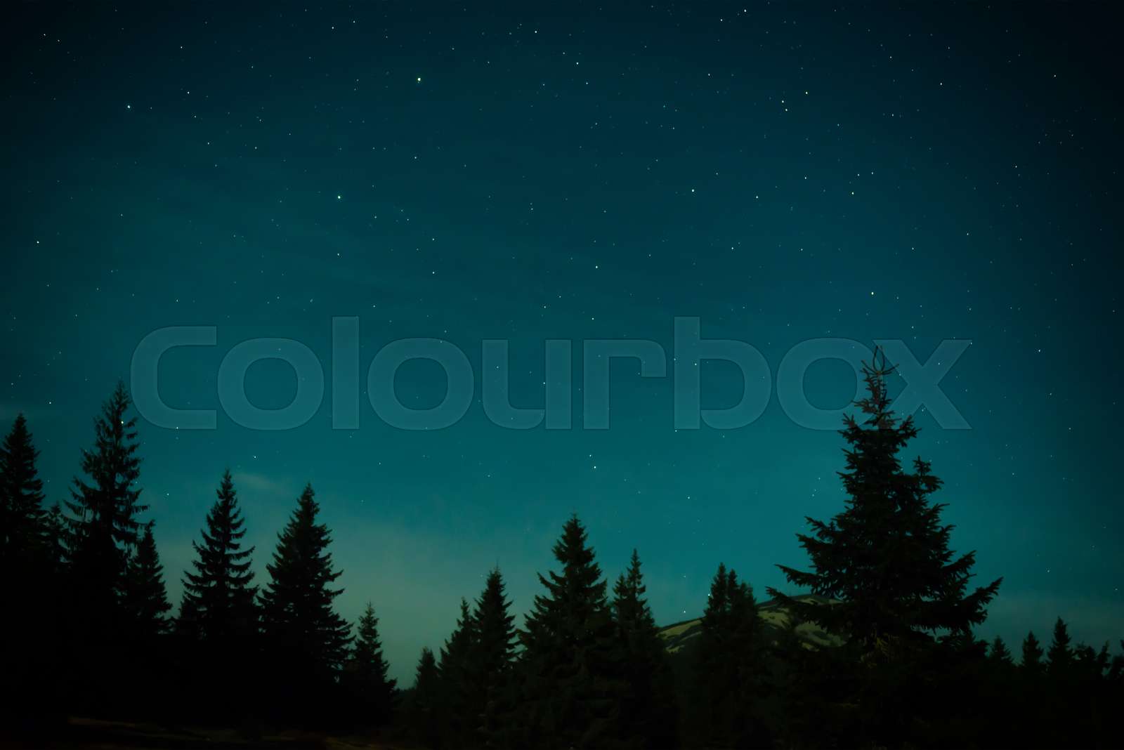 Pine Tree Forest At Night