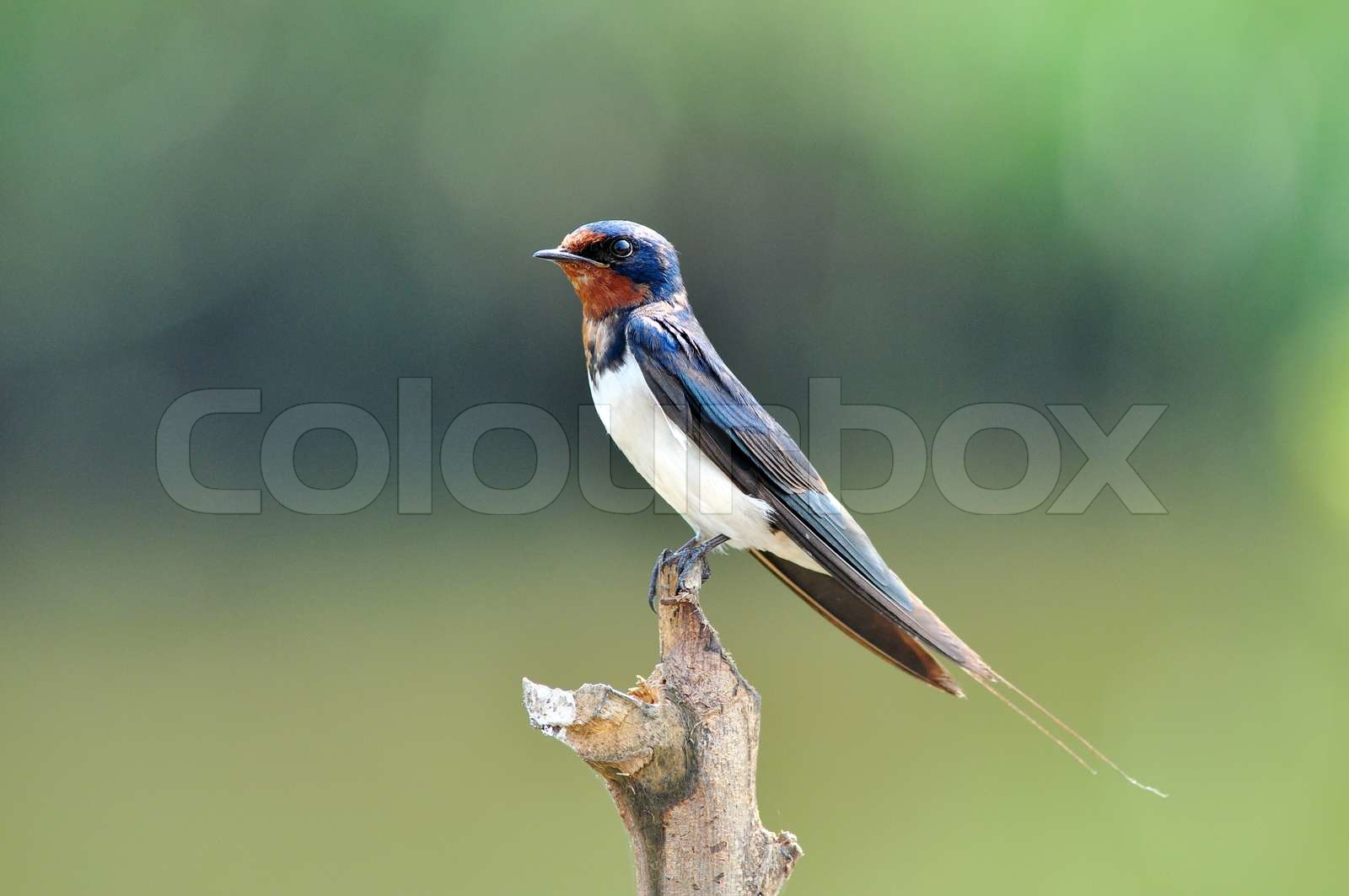 swiftlets sort og hvid fugl fra Thailand | Stock foto | Colourbox