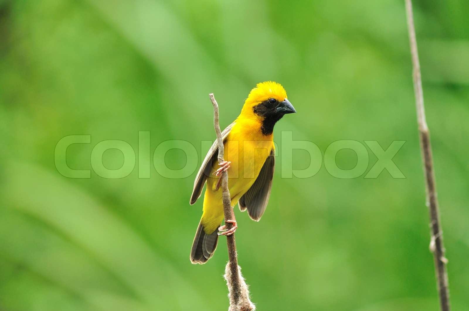 Asian Golden Weaver bird | Stock image | Colourbox