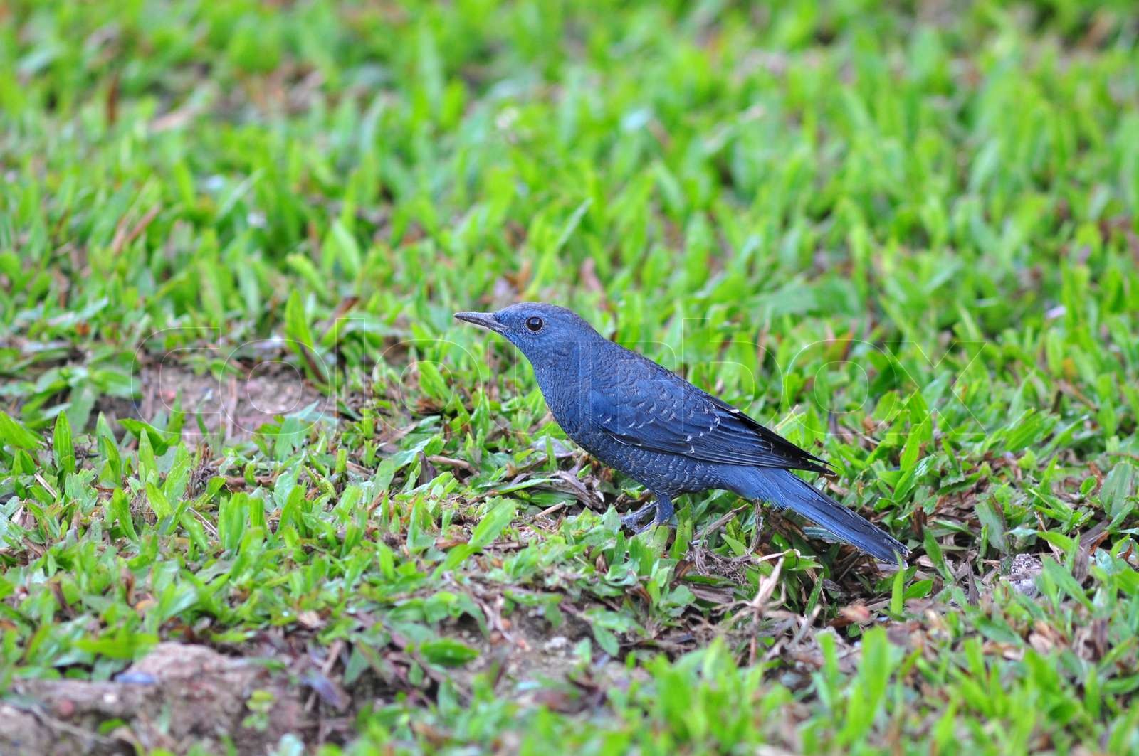 Blue Rock Thrush bird | Stock image | Colourbox