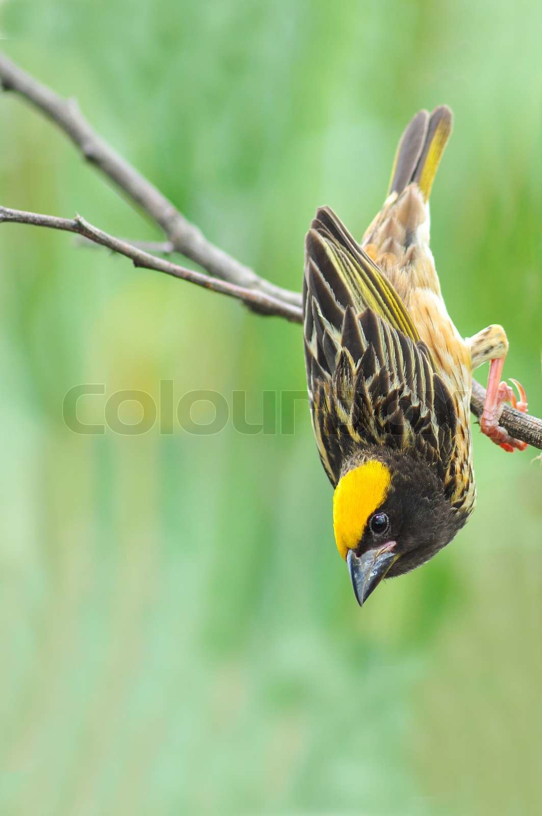 Asian Golden Weaver bird | Stock image | Colourbox