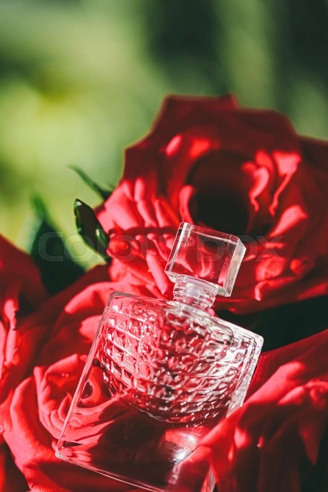 Perfume, roses and sunlight, perfumery as luxury gift, beauty flatlay ...