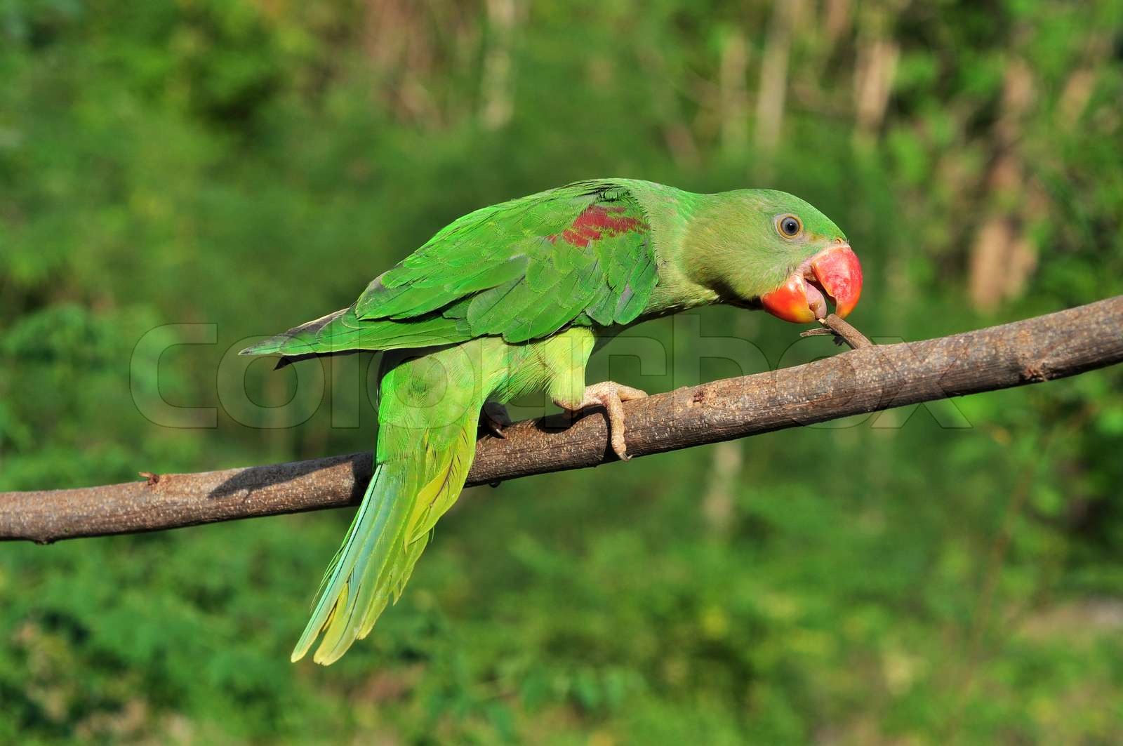 Female Alexandrine Parakeet | Stock image | Colourbox