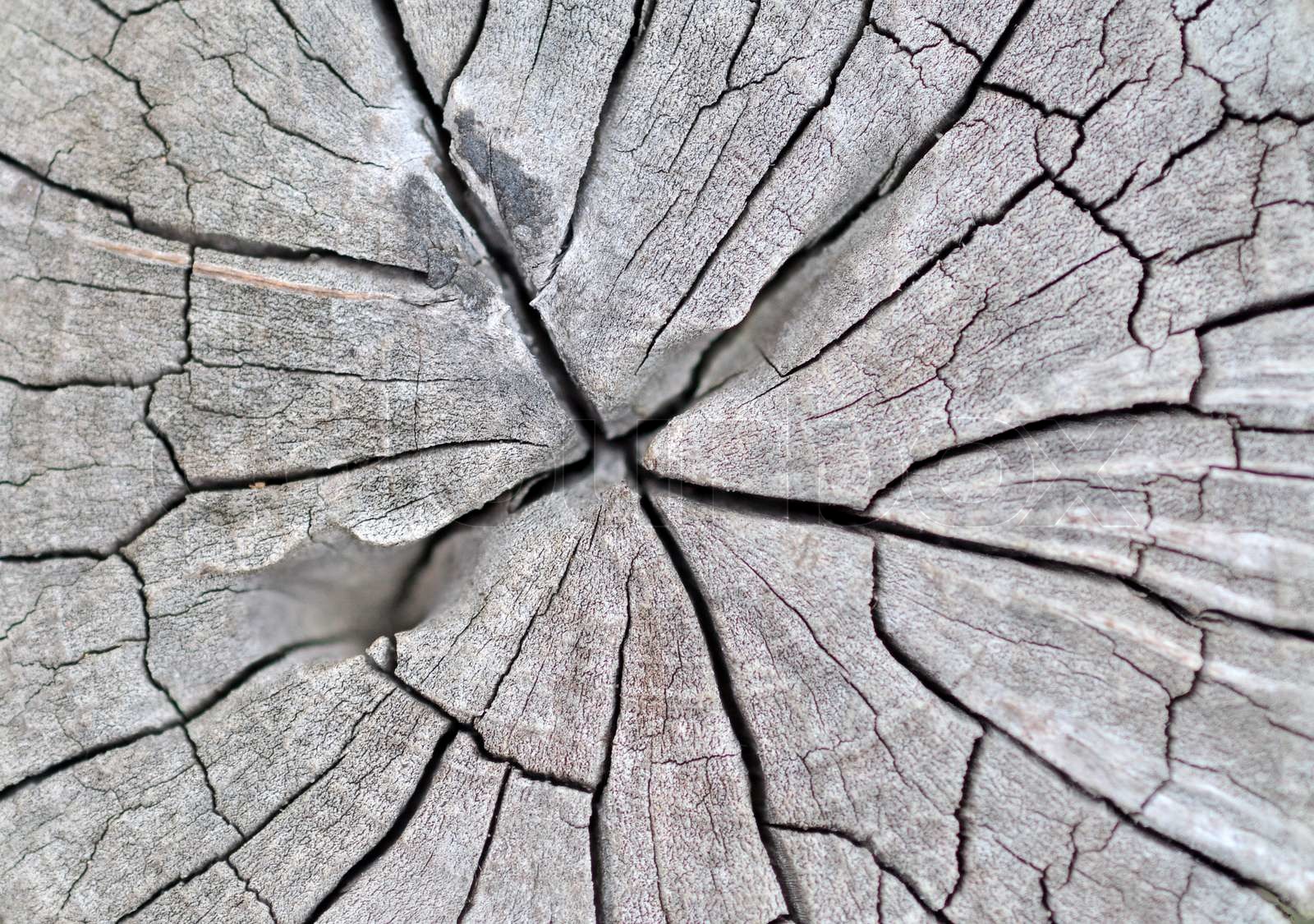 wood stump texture | Stock image | Colourbox