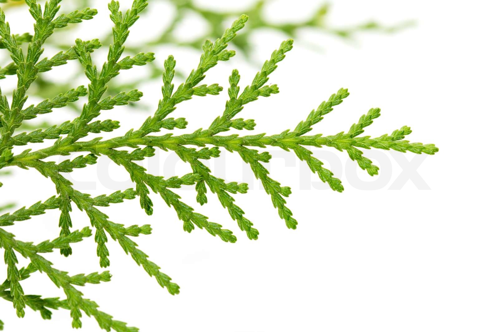 lebensbaum, maserung, blatt | Stock Bild | Colourbox