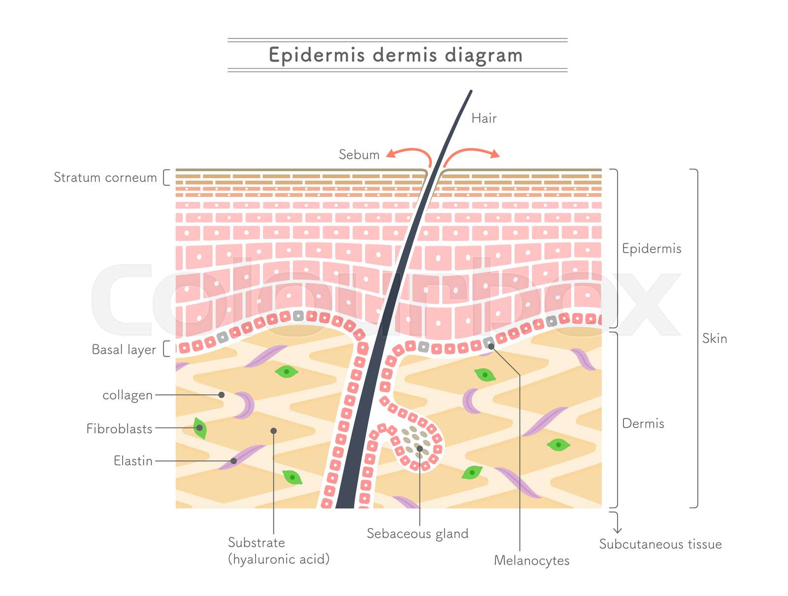 Anatomy Of The Epidermis Of The Skin Stock Vector