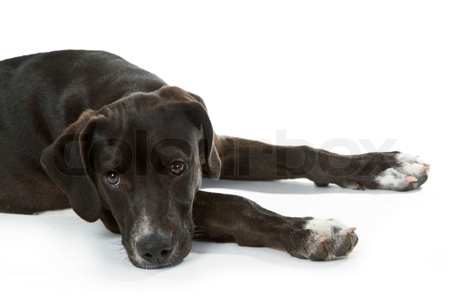 Schwarze Labrador Welpen | Stock Bild | Colourbox