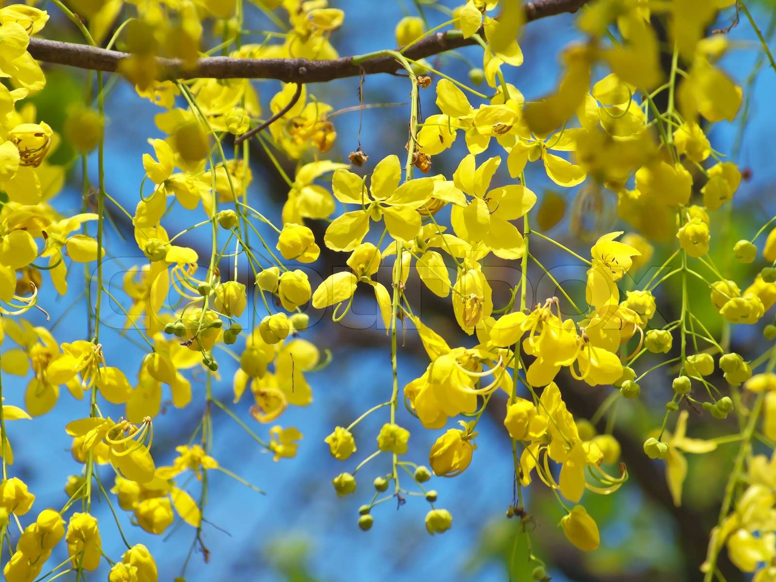 Golden shower tree National Tree of Thailand, Cassia fistula, Family Fabaceae | Stock image ...