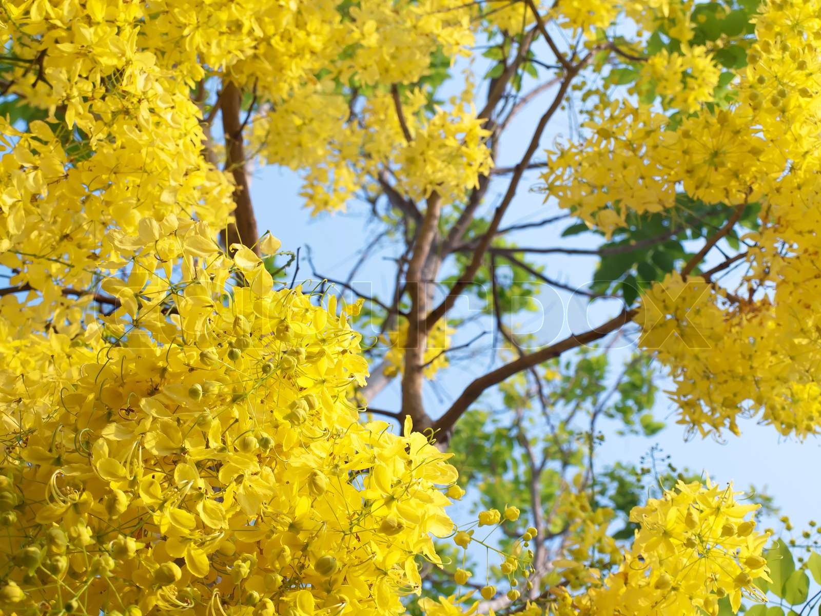 Golden shower tree National Tree of Thailand, Cassia fistula, Family Fabaceae | Stock image ...