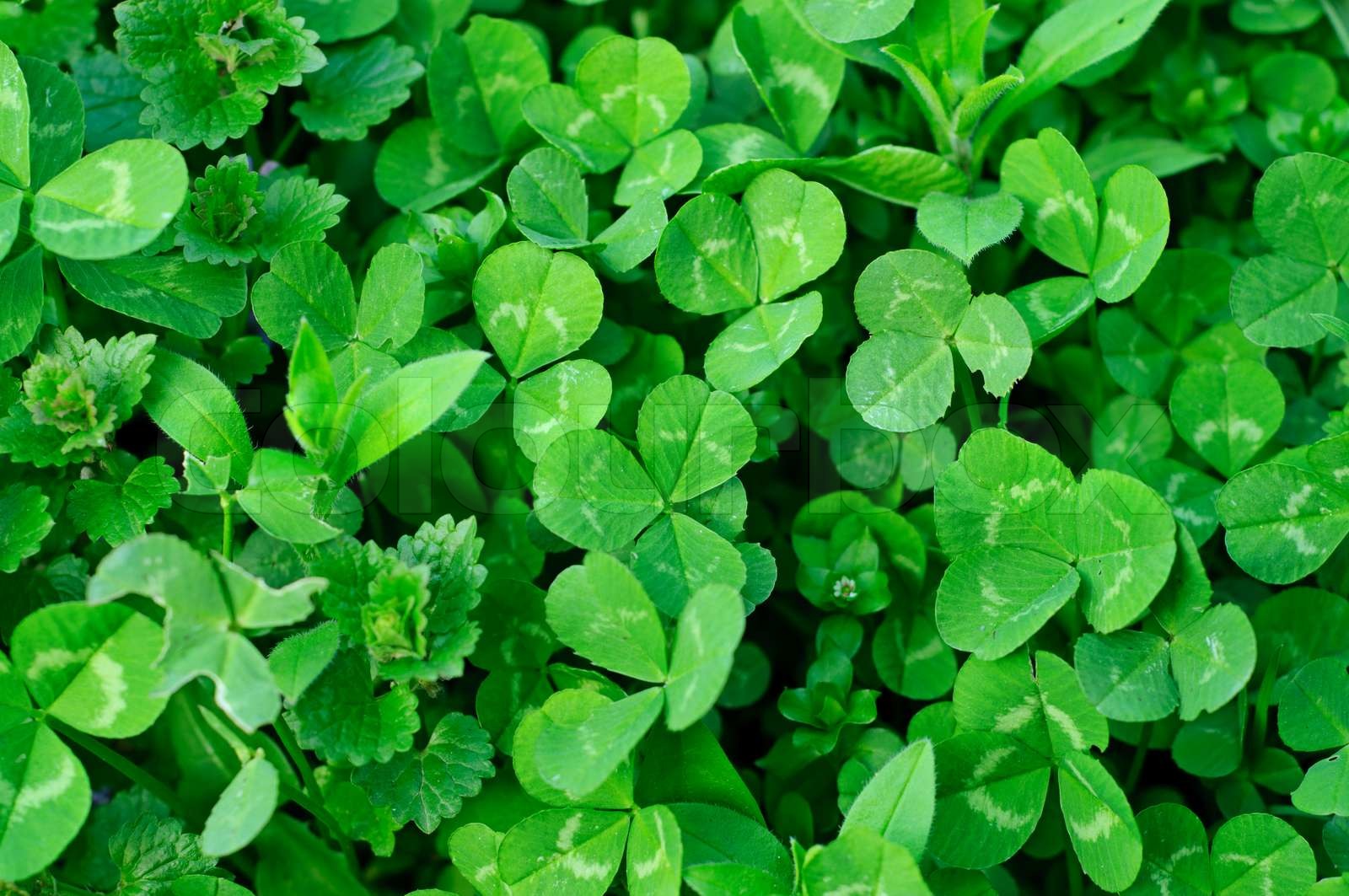 Clover plants | Stock image | Colourbox