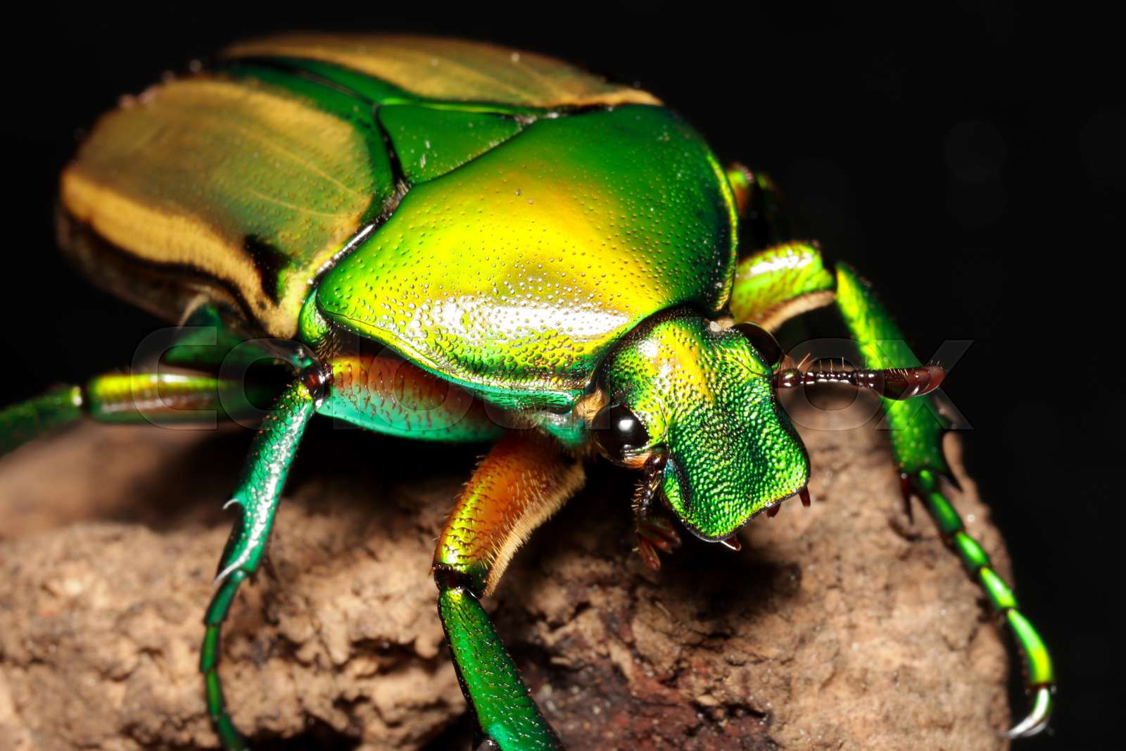 Keeping beetles as pets | Keeping Insects | Stock image | Colourbox