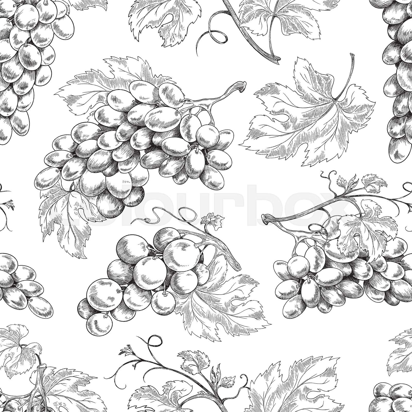 Vector black and white seamless pattern with vines, grape branches and ...