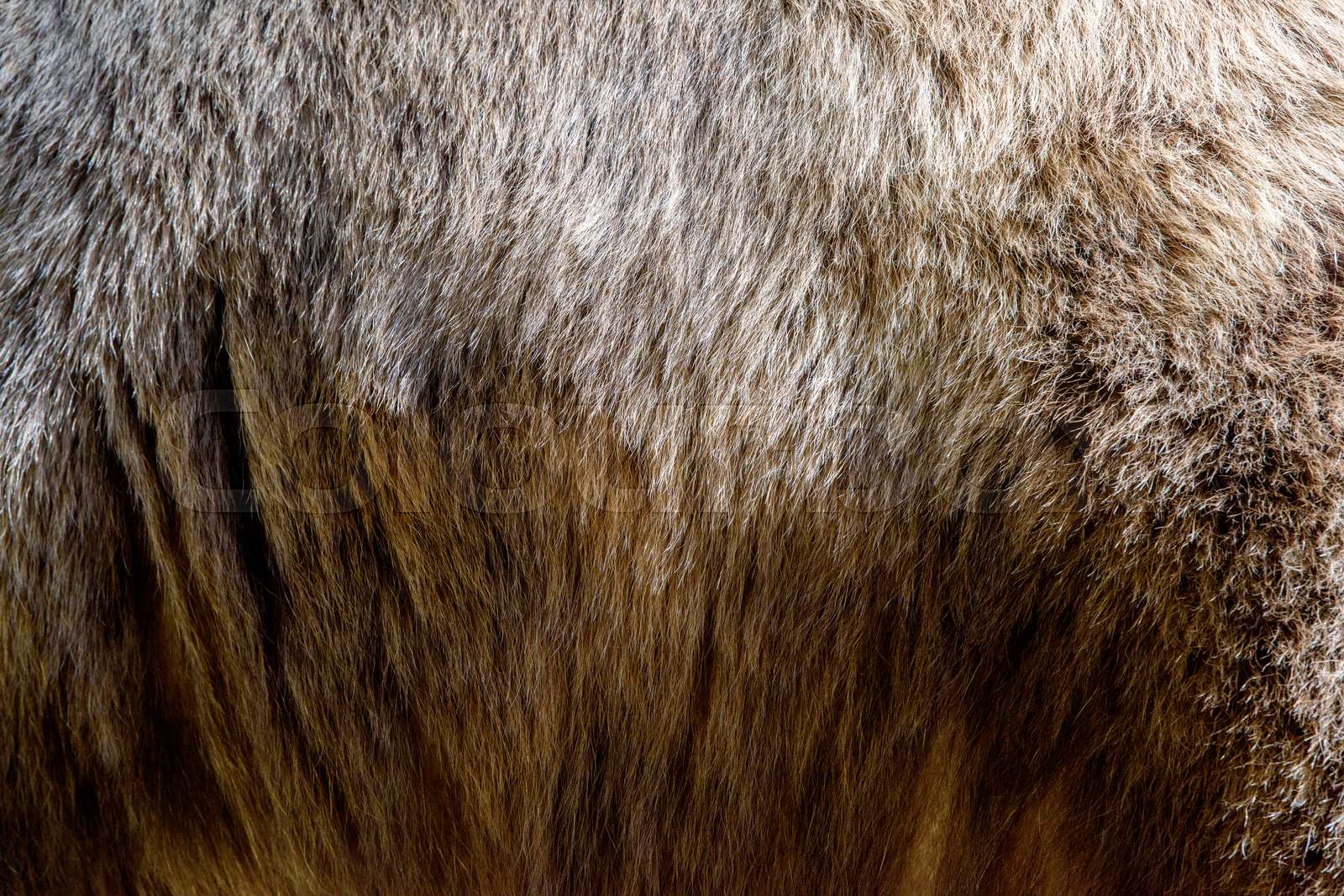 Close real brown bear fur texture | Stock image | Colourbox