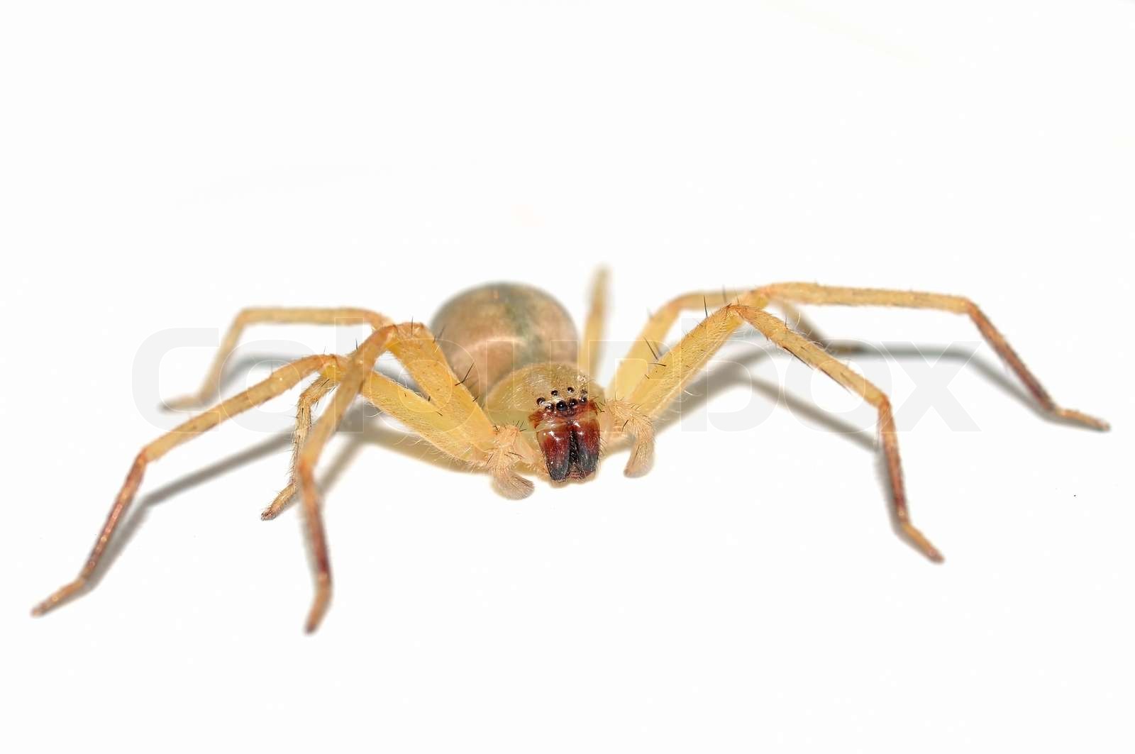 Yellow spider | Stock image | Colourbox