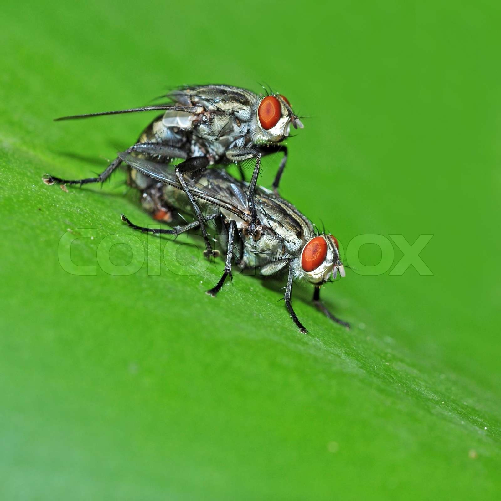 Fly Mating | Stock image | Colourbox