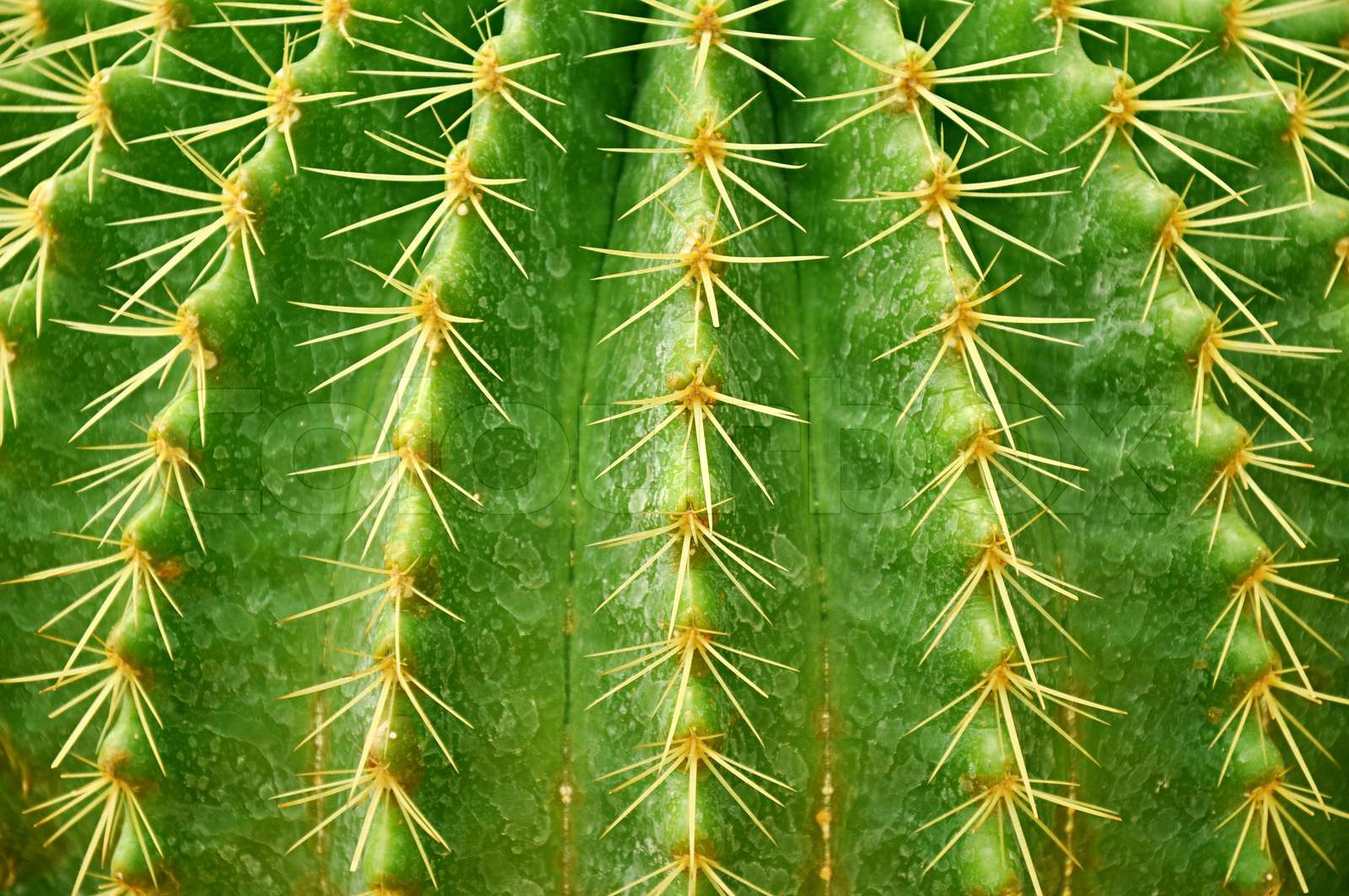 Cactus texture | Stock image | Colourbox