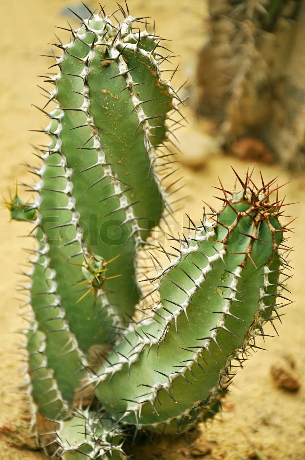 Long spiral shape cactus | Stock image | Colourbox
