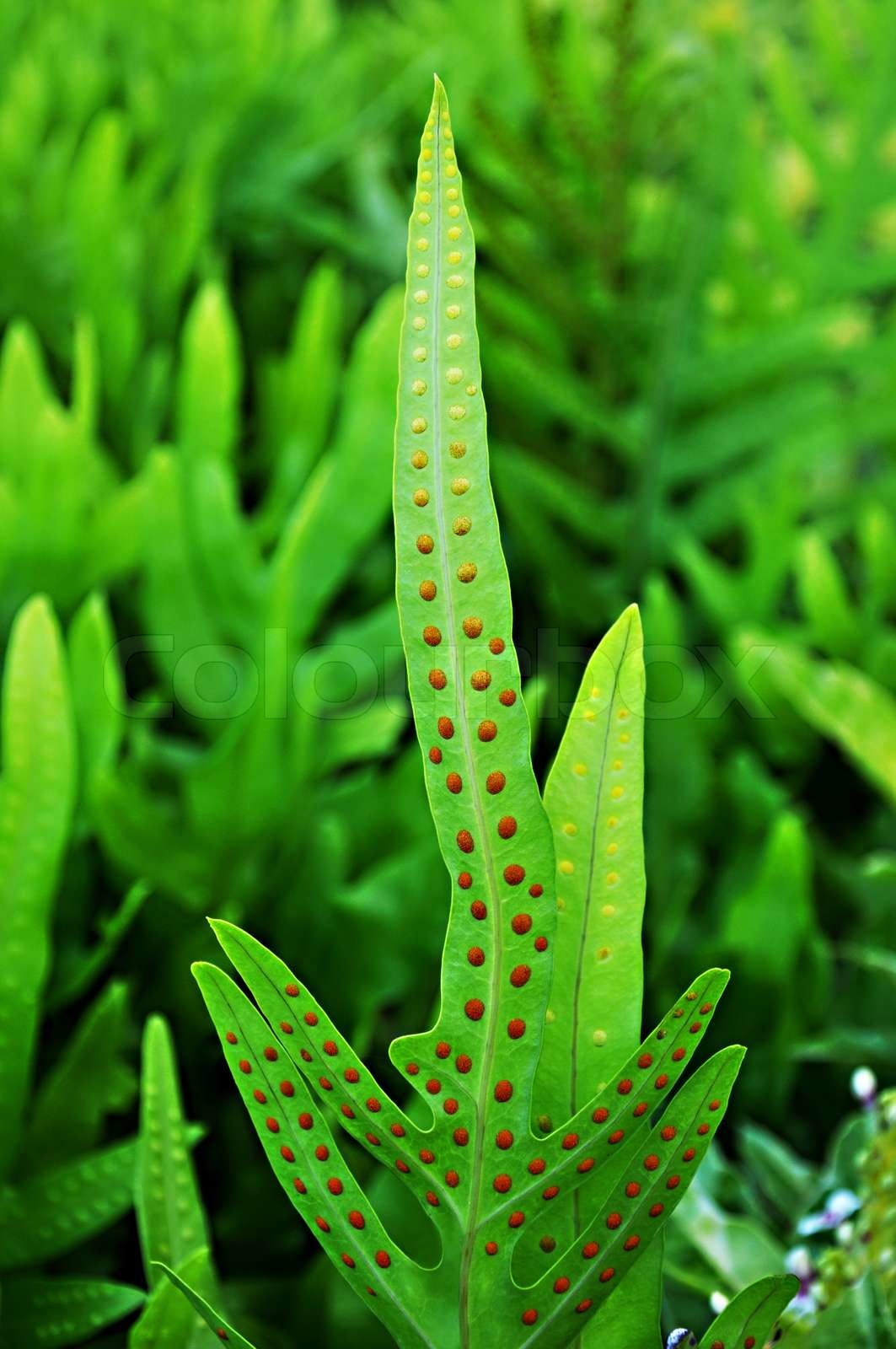 Dotted fern plant Maile-Scented | Stock image | Colourbox
