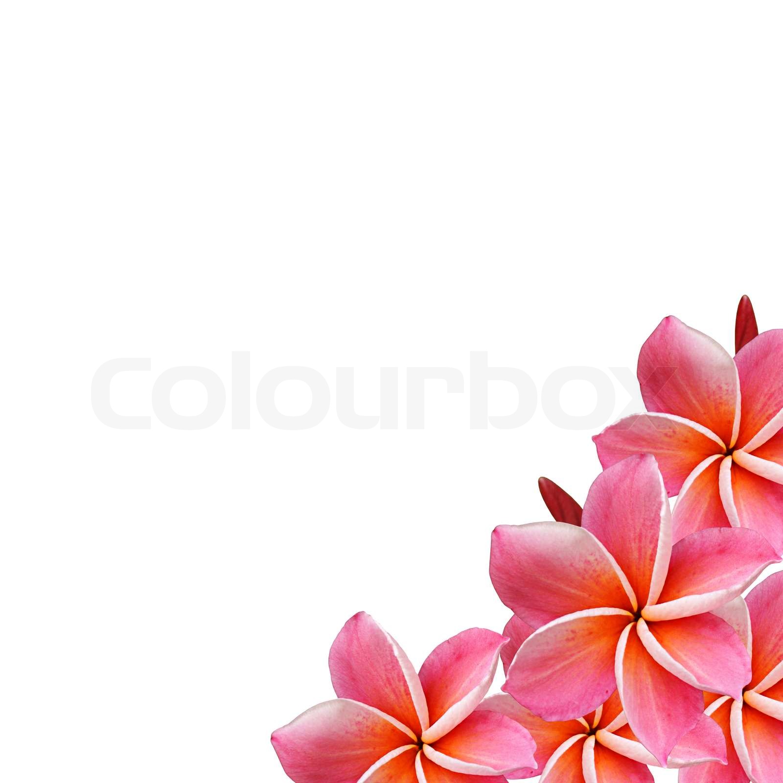 Frangipani flowers border design | Stock image | Colourbox