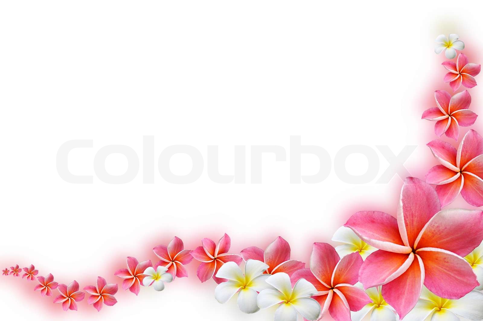 Frangipani flowers border design | Stock image | Colourbox