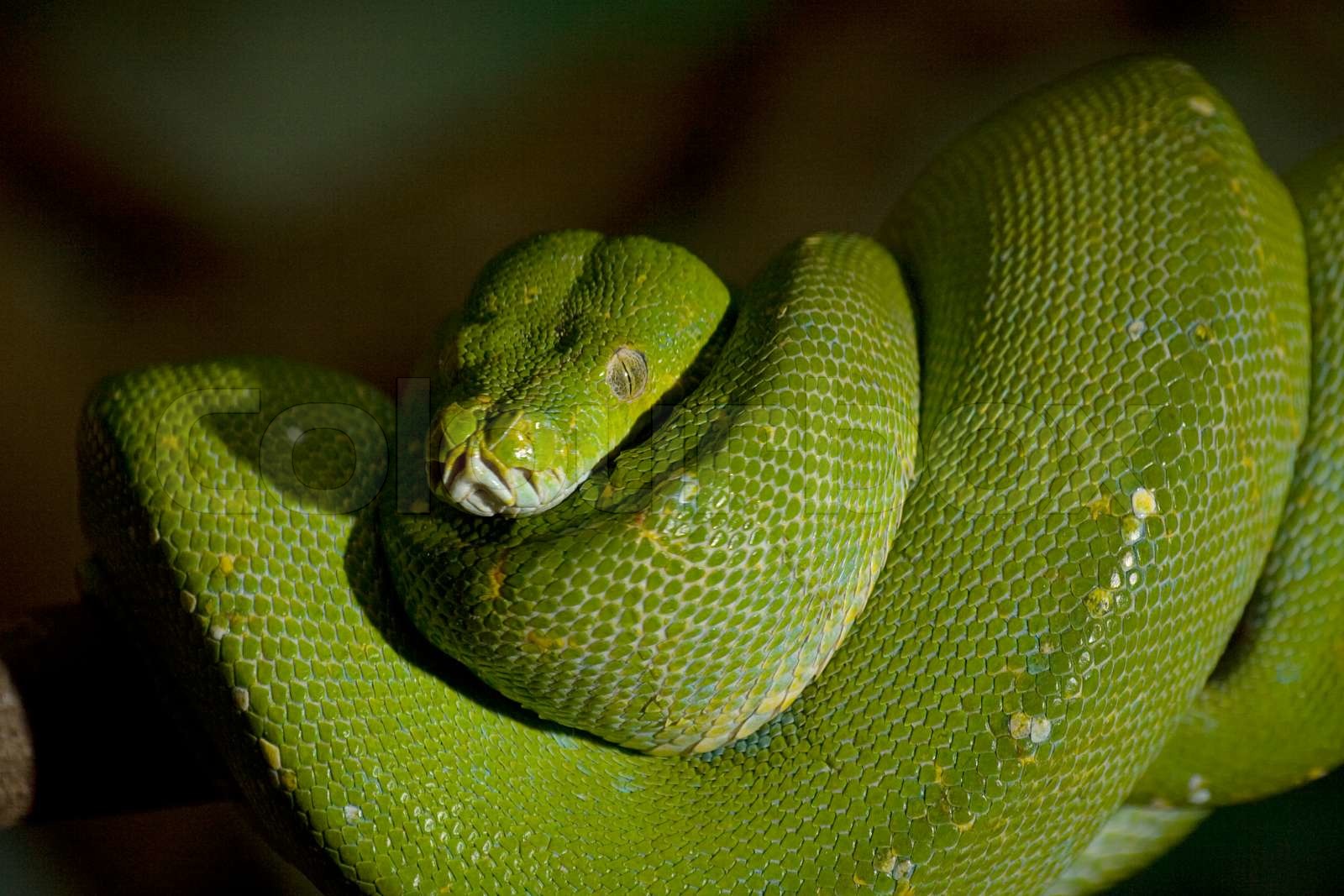 Green snake on tree branch | Stock image | Colourbox