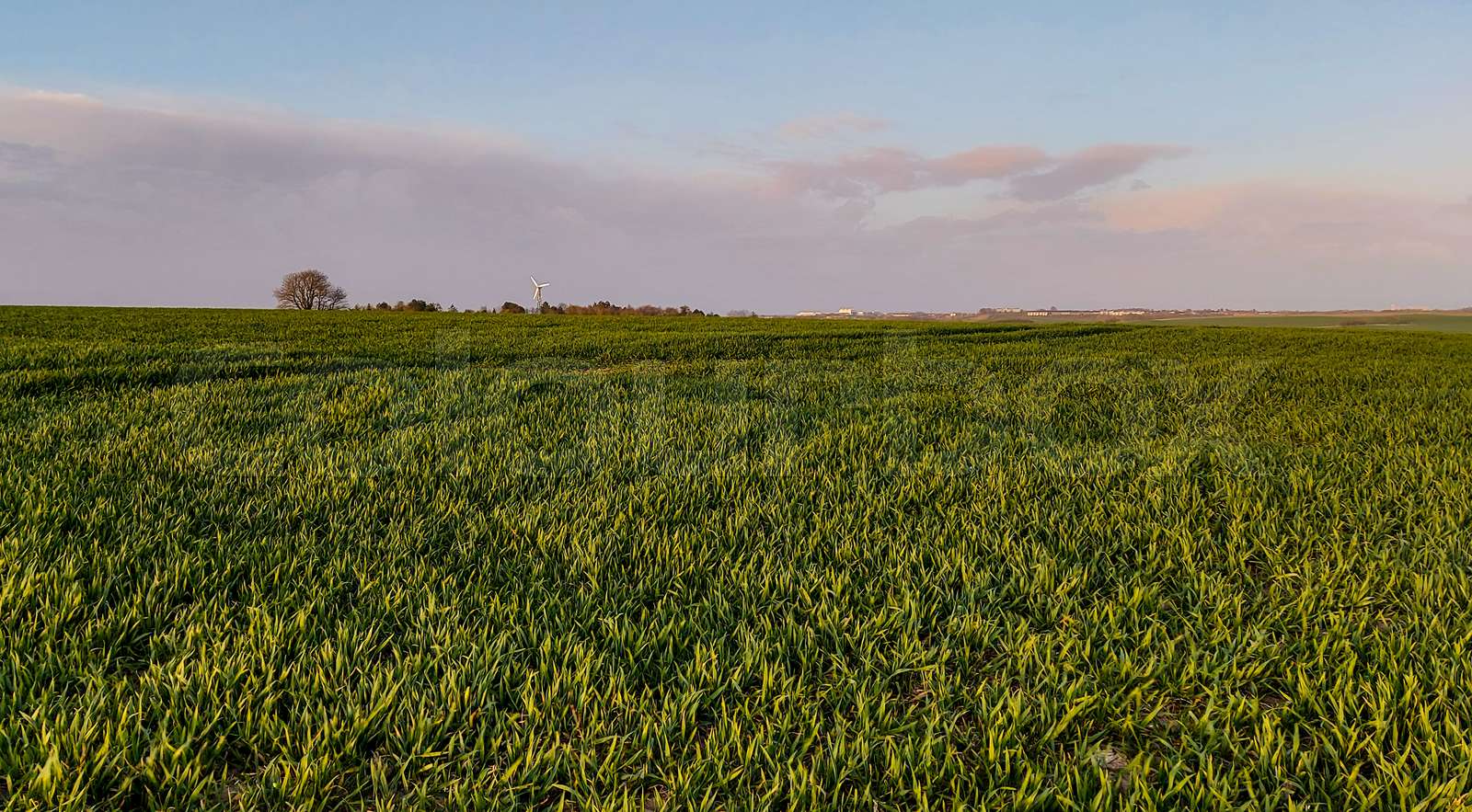 Danish agricultural field in Roskilde | Stock image | Colourbox