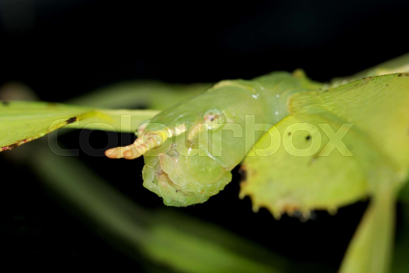 Leaf Insect in terrarium, one most commonly kept as a pet | Stock image ...