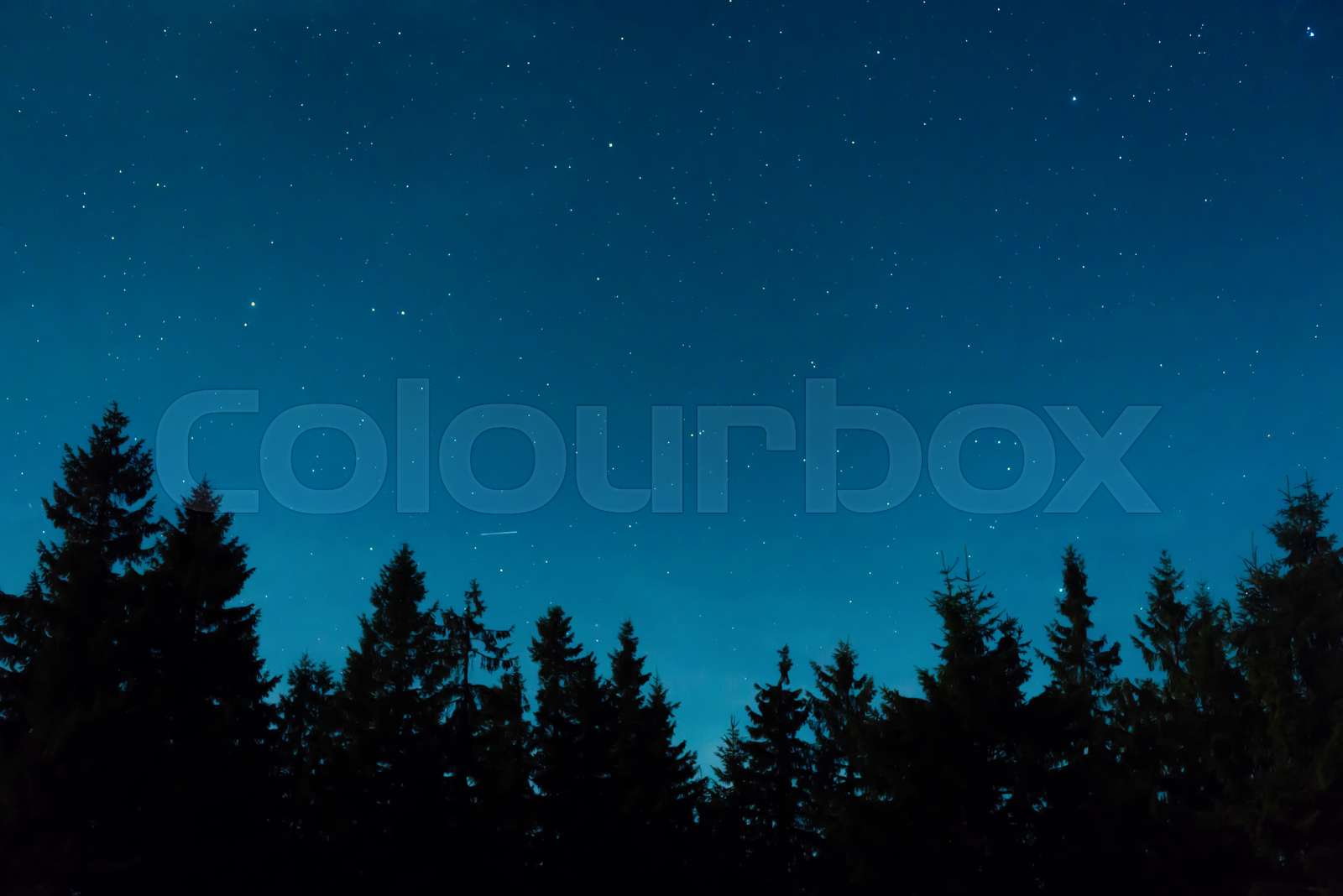 Night forest with pine trees | Stock image | Colourbox