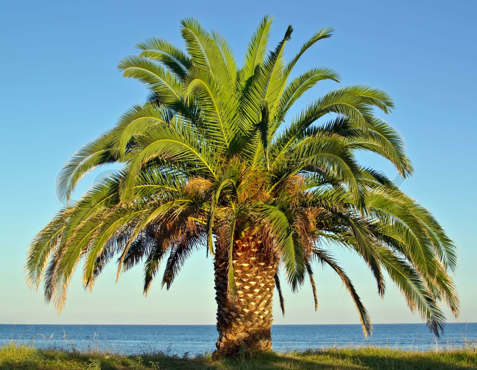 Palm tree by the sea shore beach | Stock image | Colourbox