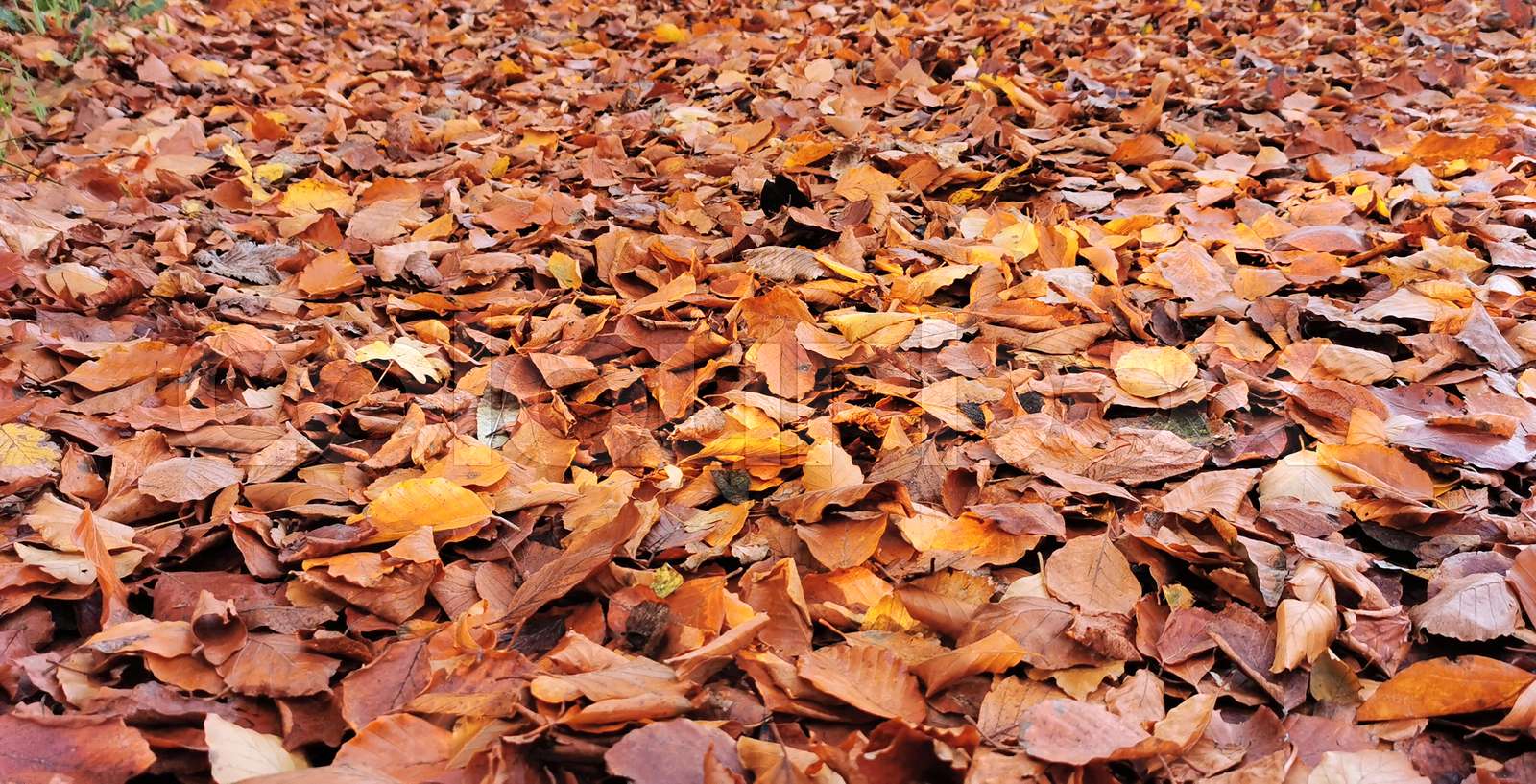 Baggrund billede af visne blade i brune og gyldne farver | Stock foto ...