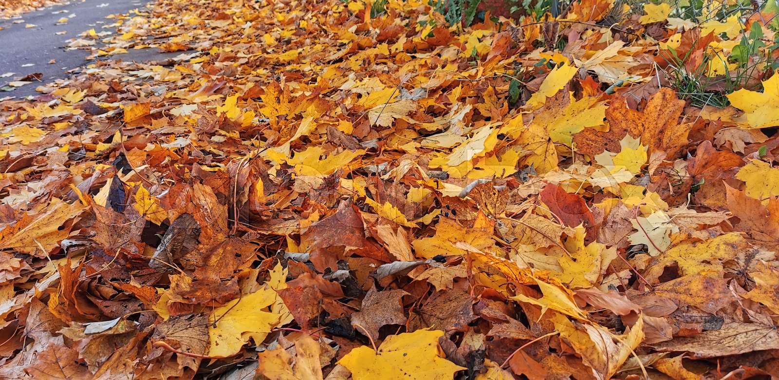 Billede af visne blade i brune og gyldne farver | Stock foto | Colourbox