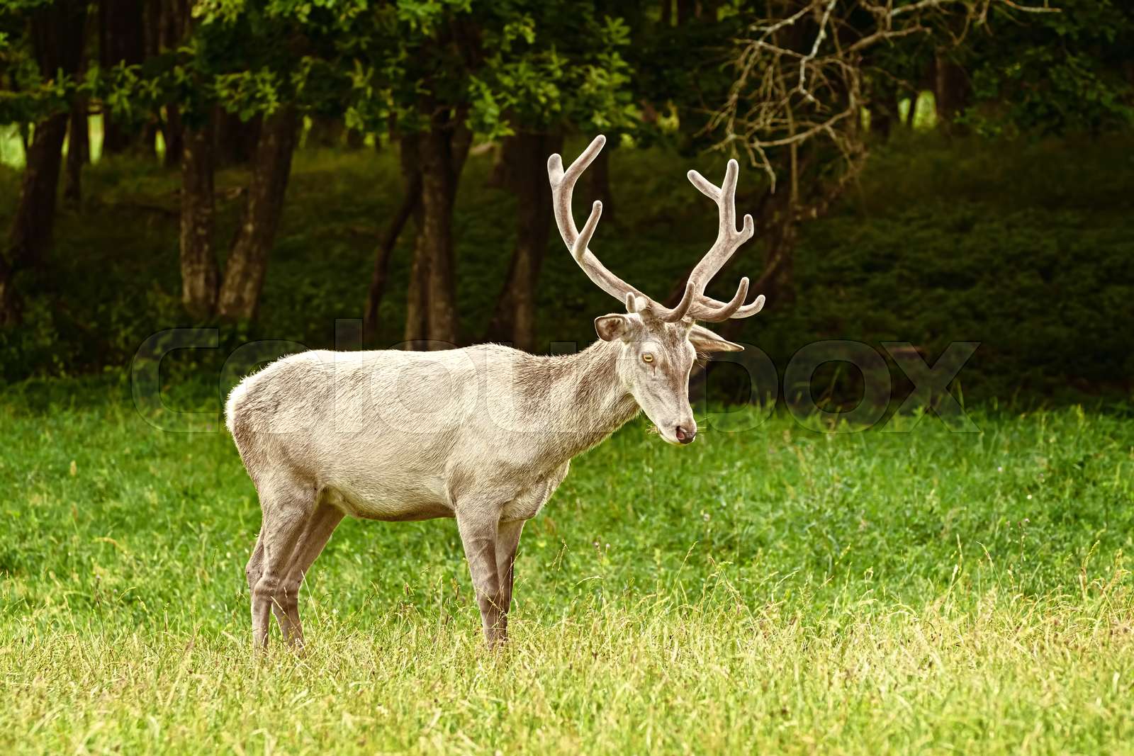 landskabet, natur, dyr | Stock foto | Colourbox