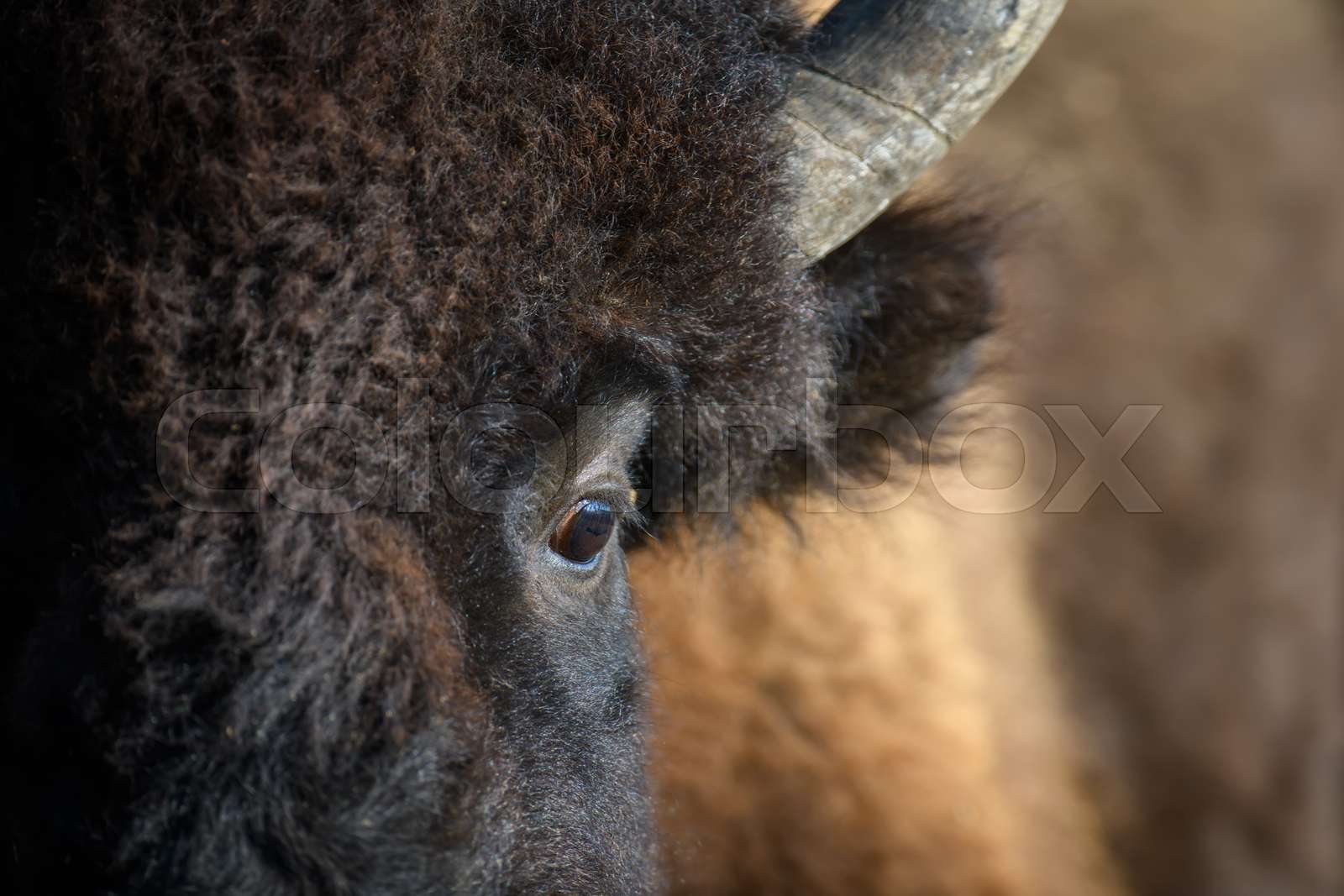 Eye portrait of European bison. Eye of big brown animal in the nature ...