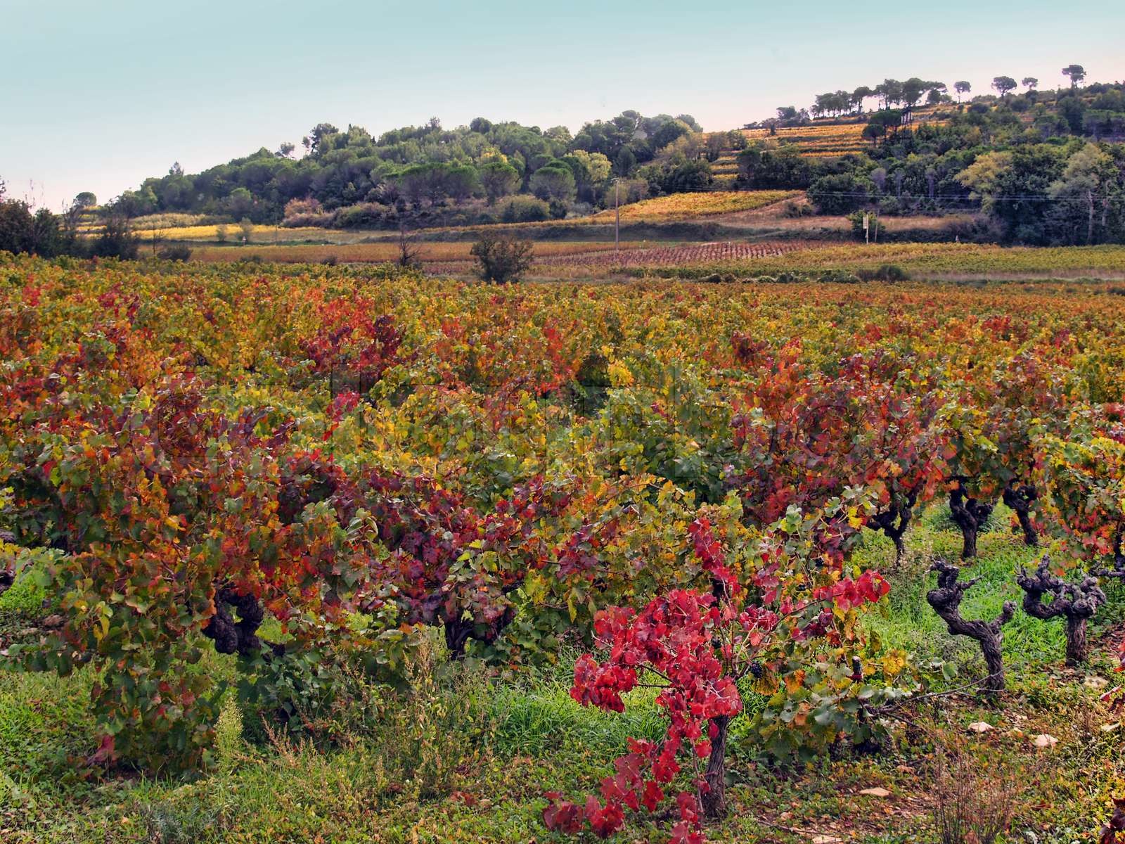 Vineyard Landscape in autumn, Provence, France | Stock image | Colourbox