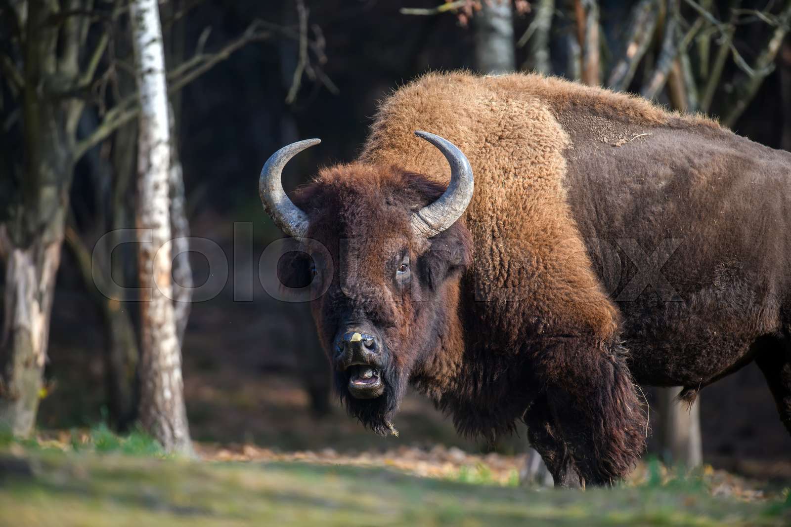 Wild adult Bison in the autumn forest. Wildlife scene from spring ...
