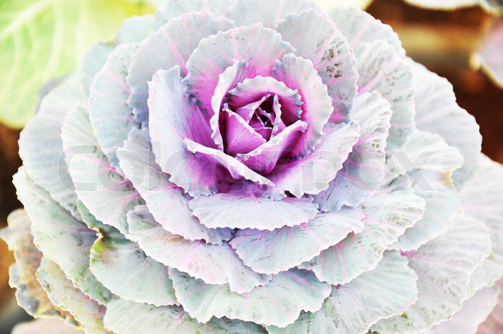 Light purple cabbage flower | Stock image | Colourbox