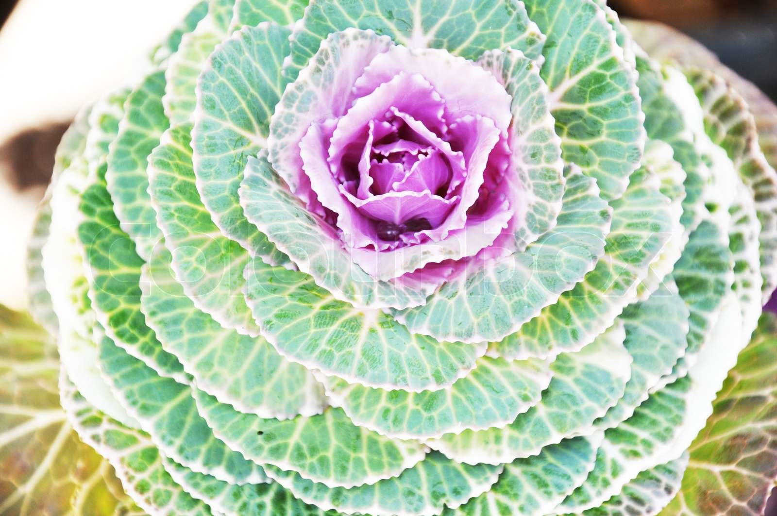 Cabbage flower | Stock image | Colourbox