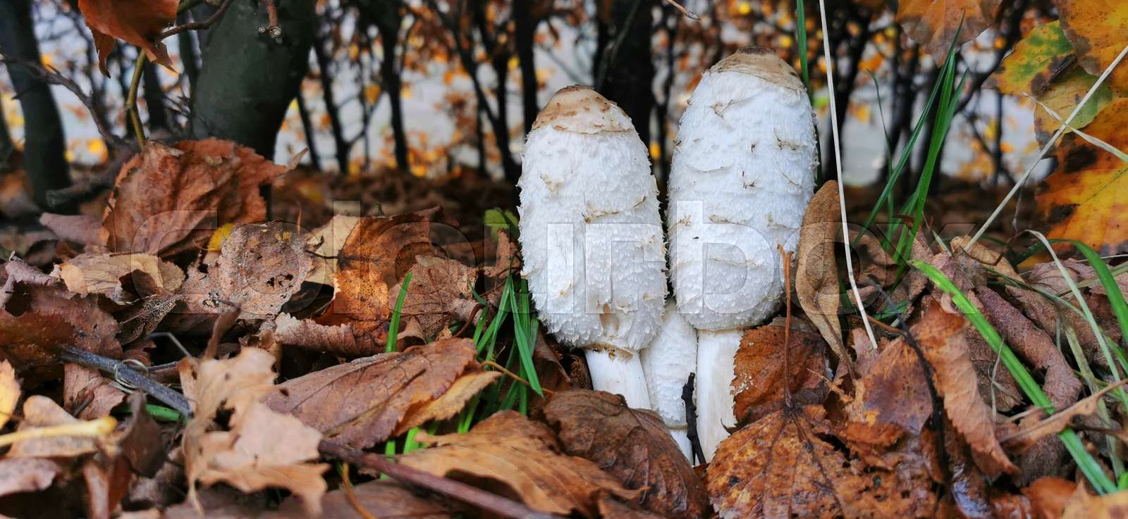 Hvide svampe i skovbunden mellem visne blade i efteråret | Stock foto ...