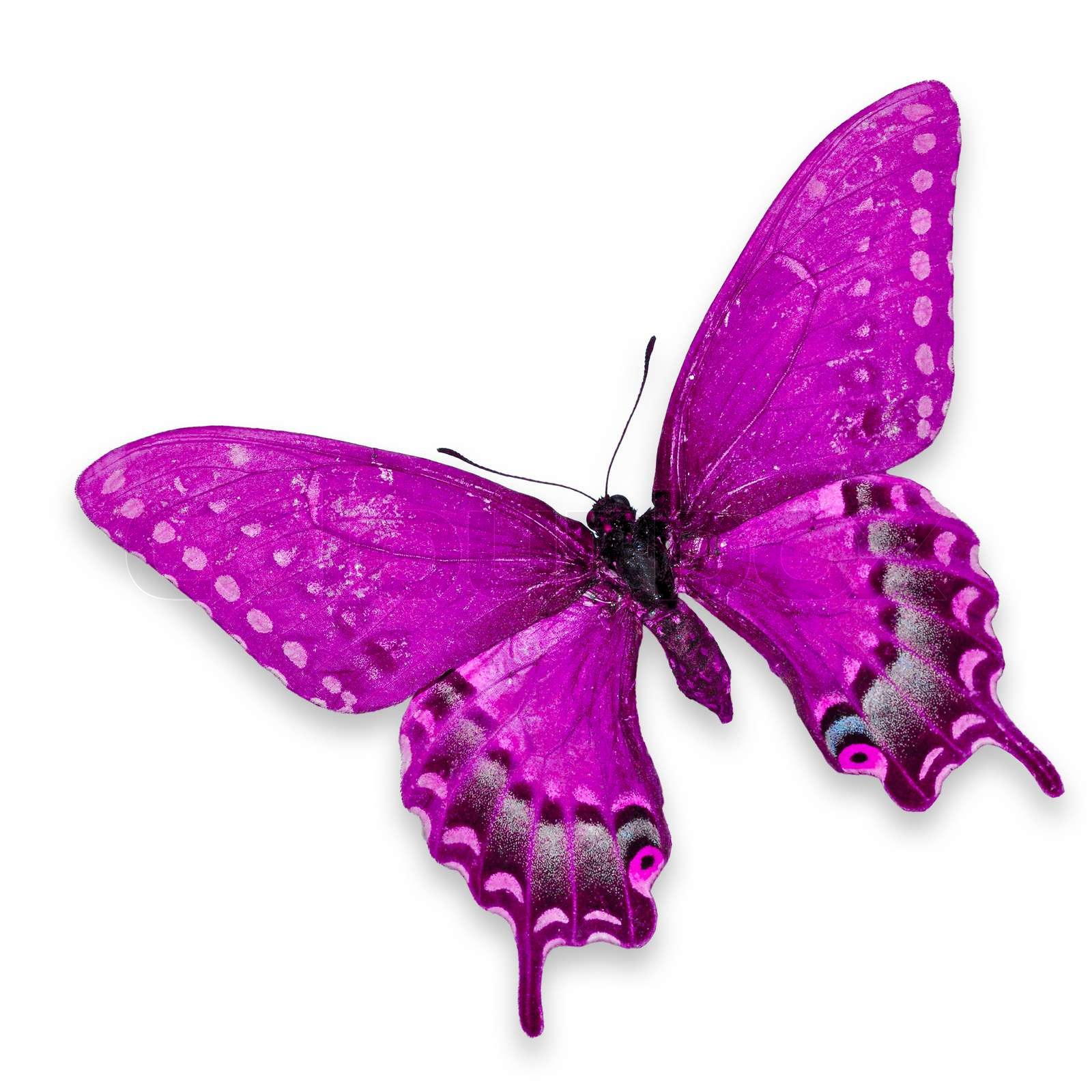 Pink Butterfly | Stock image | Colourbox