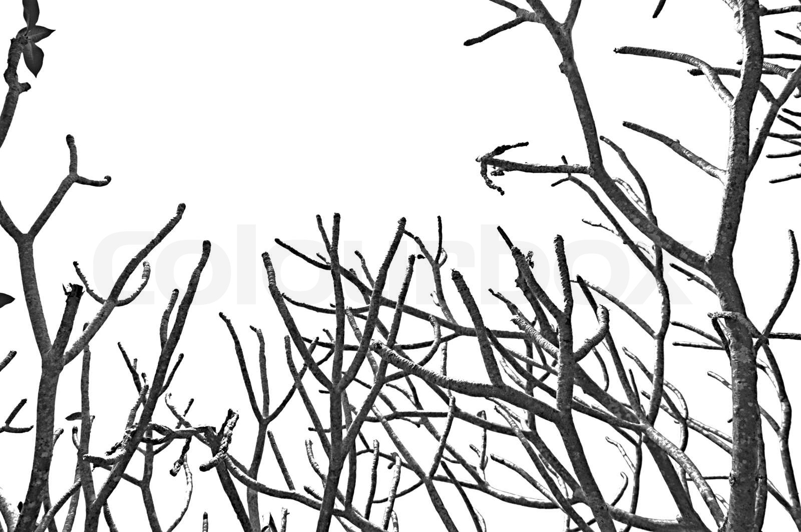 Tree stems in black & white | Stock image | Colourbox