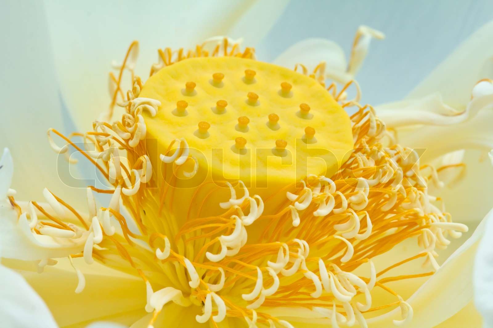 Lotus seed pod and pollen | Stock image | Colourbox