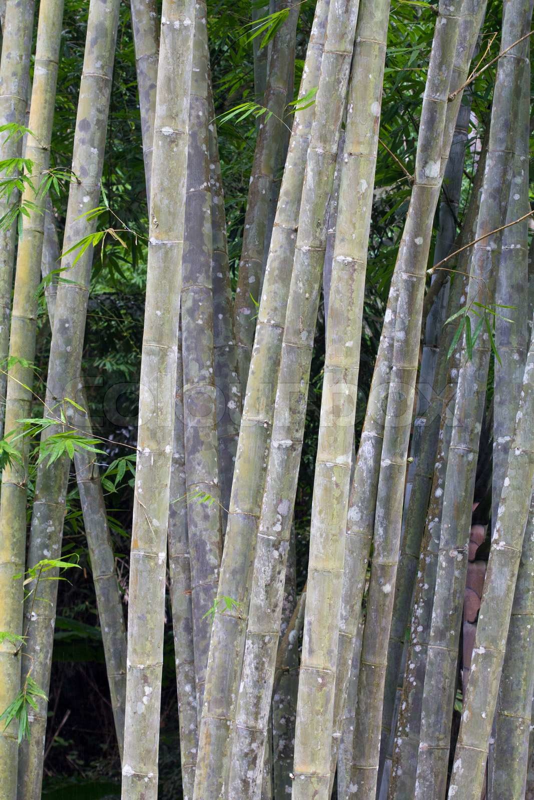 Wild bamboo trees | Stock image | Colourbox