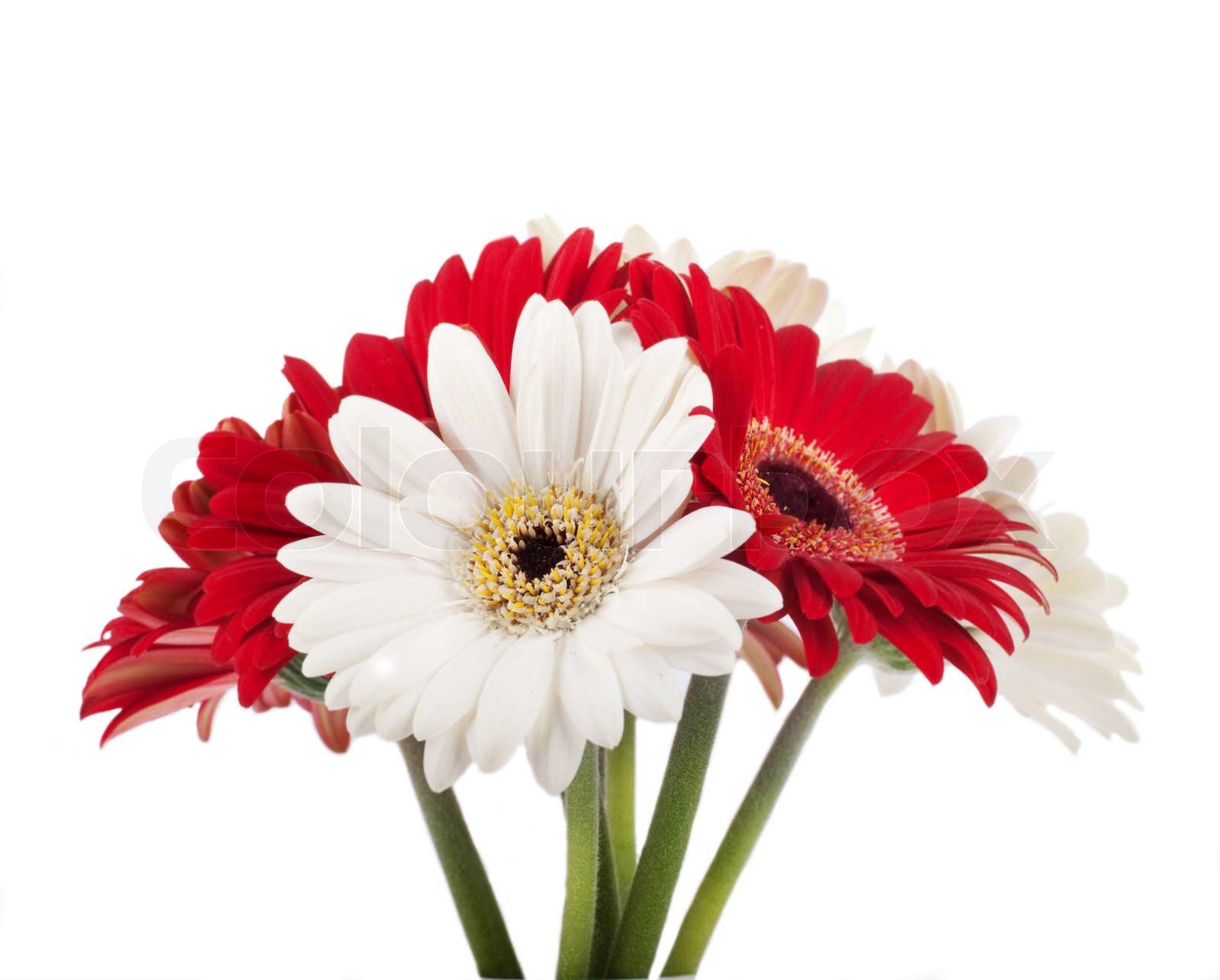 Weiße und rote Blumen, Strauß gerber | Stock Bild | Colourbox