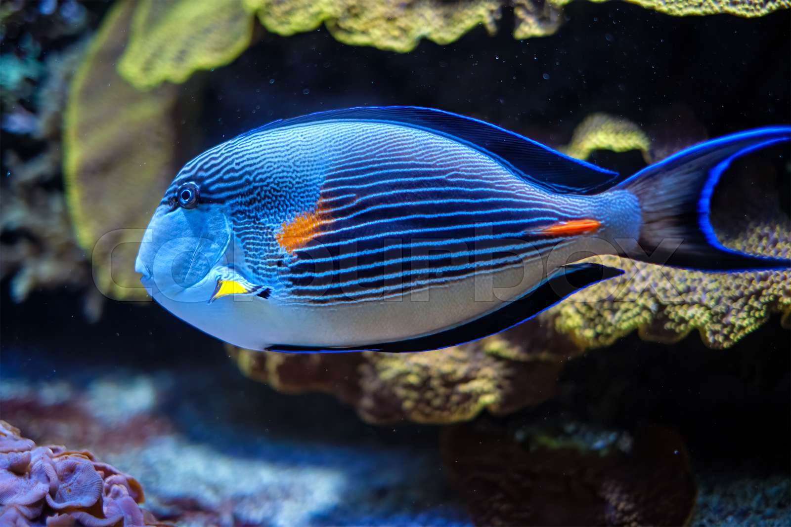 Sohal Surgeonfish underwater | Stock image | Colourbox