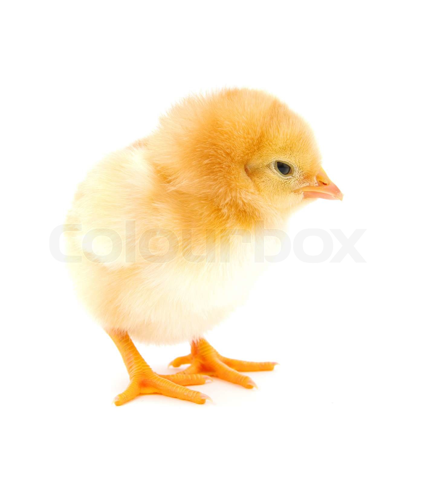 en kylling | Stock foto | Colourbox