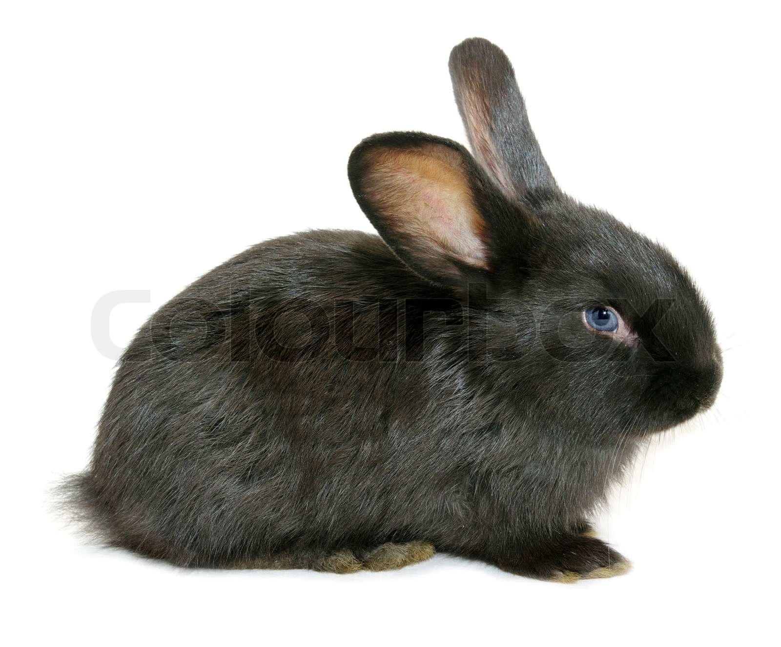 Black rabbit | Stock image | Colourbox