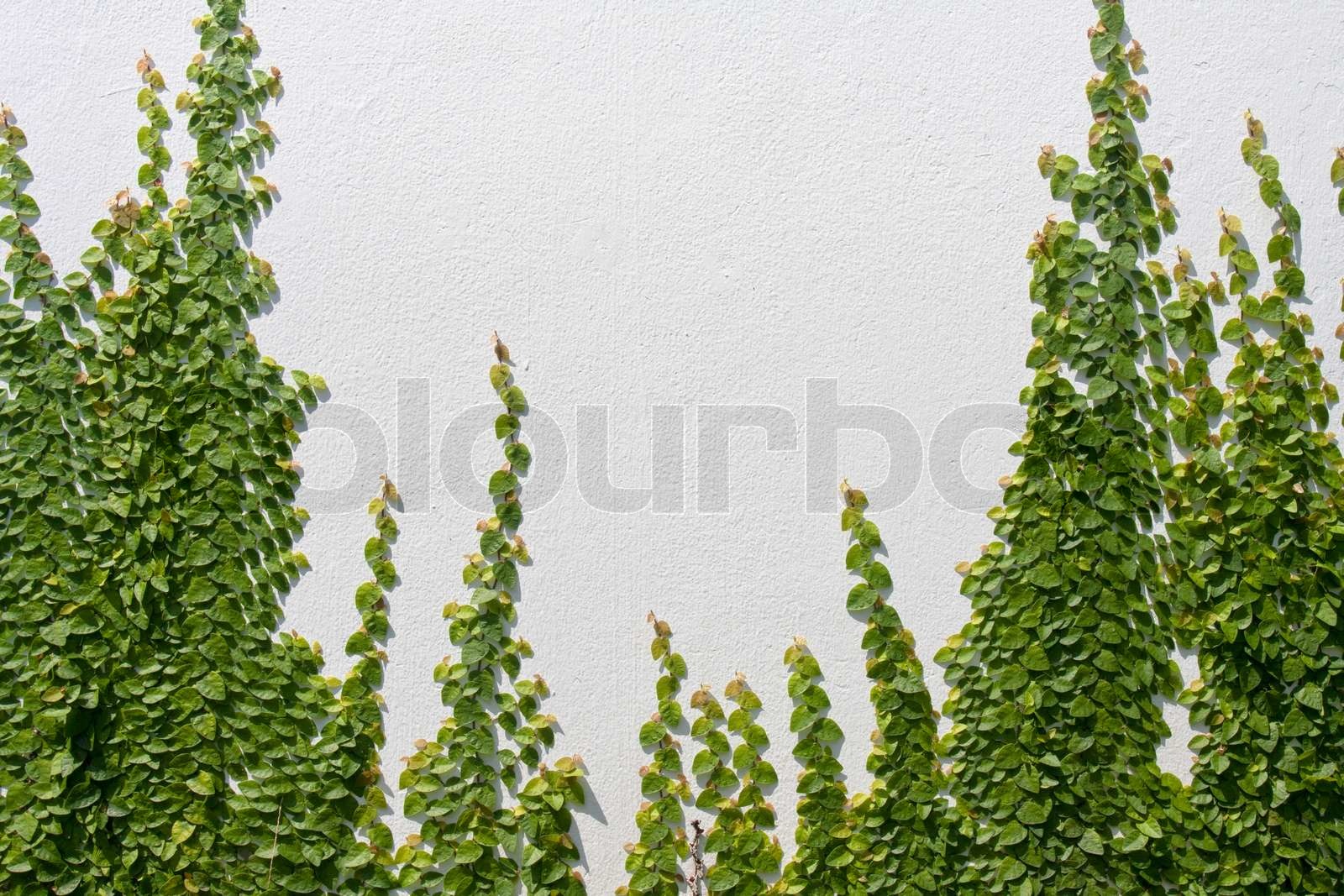 Climbing Ficus pumila on white wall | Stock image | Colourbox
