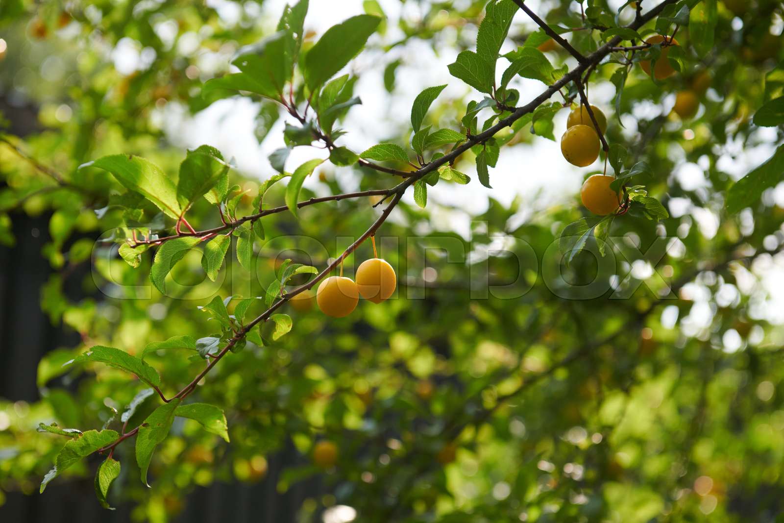 Gul mirabelle blomme Mirabel frugt busk have mad | Stock foto | Colourbox