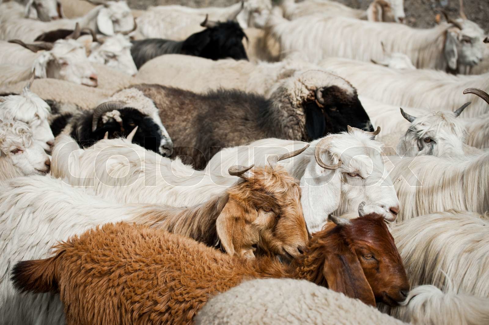 Herd of sheep and kashmir pashmina goats from Indian highland farm in ...