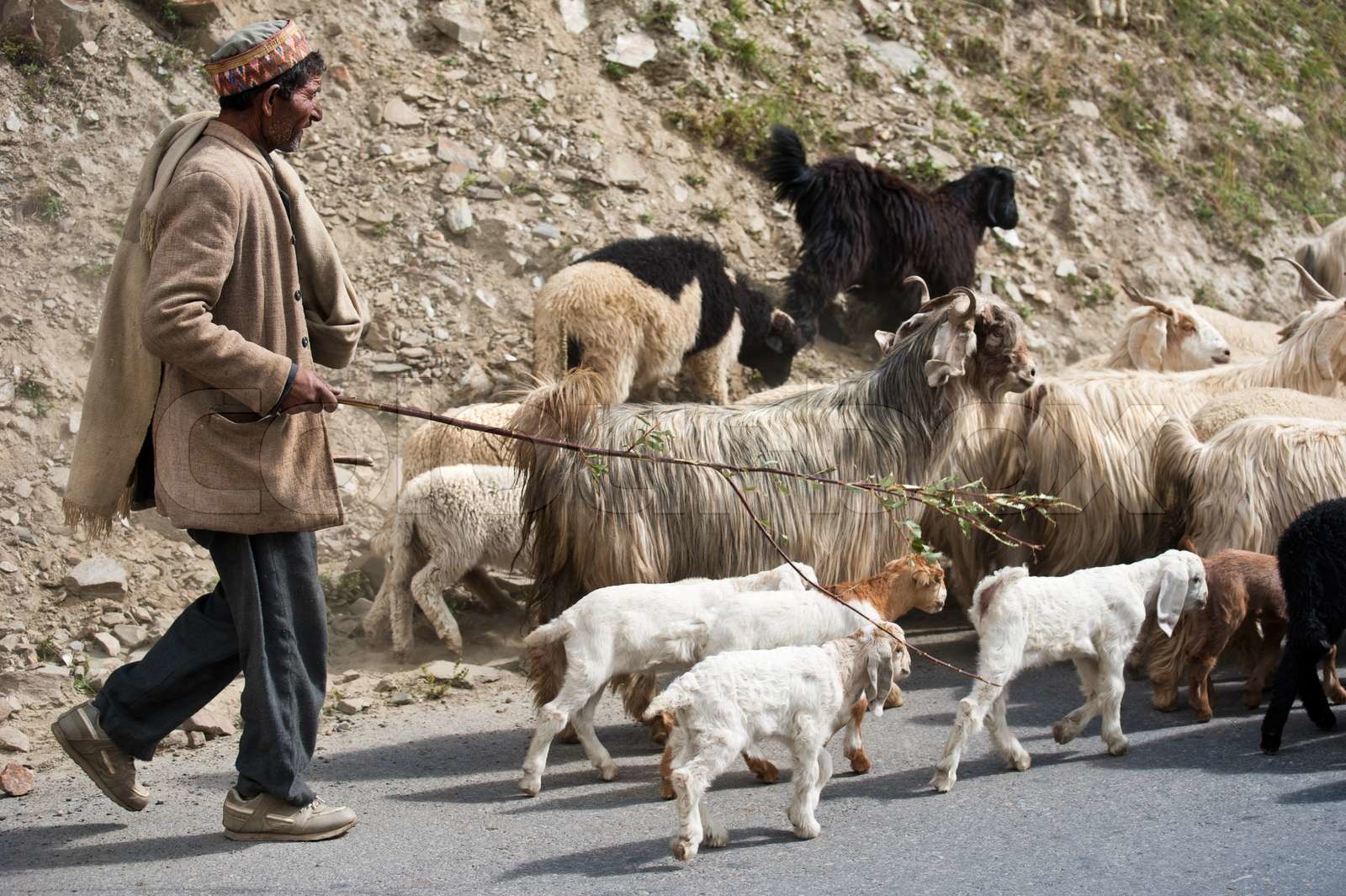 INDIA,LAHOUL VALLEY - SEPTEMBER 5 Himalayan shepherd from Lahoul Valley ...